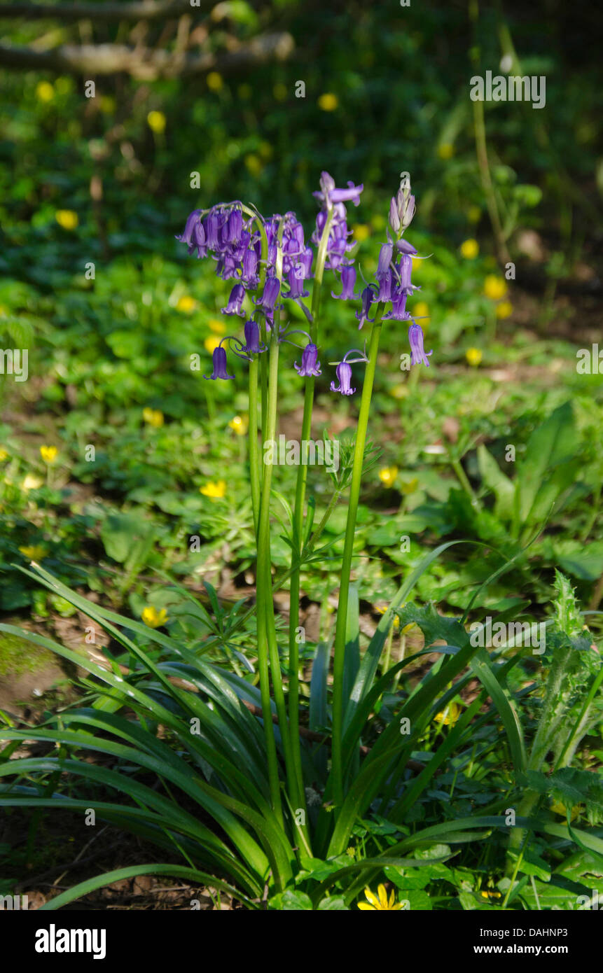 Bluebell (Hyacinthoides non-scripta) growing on a nature reserve in the ...