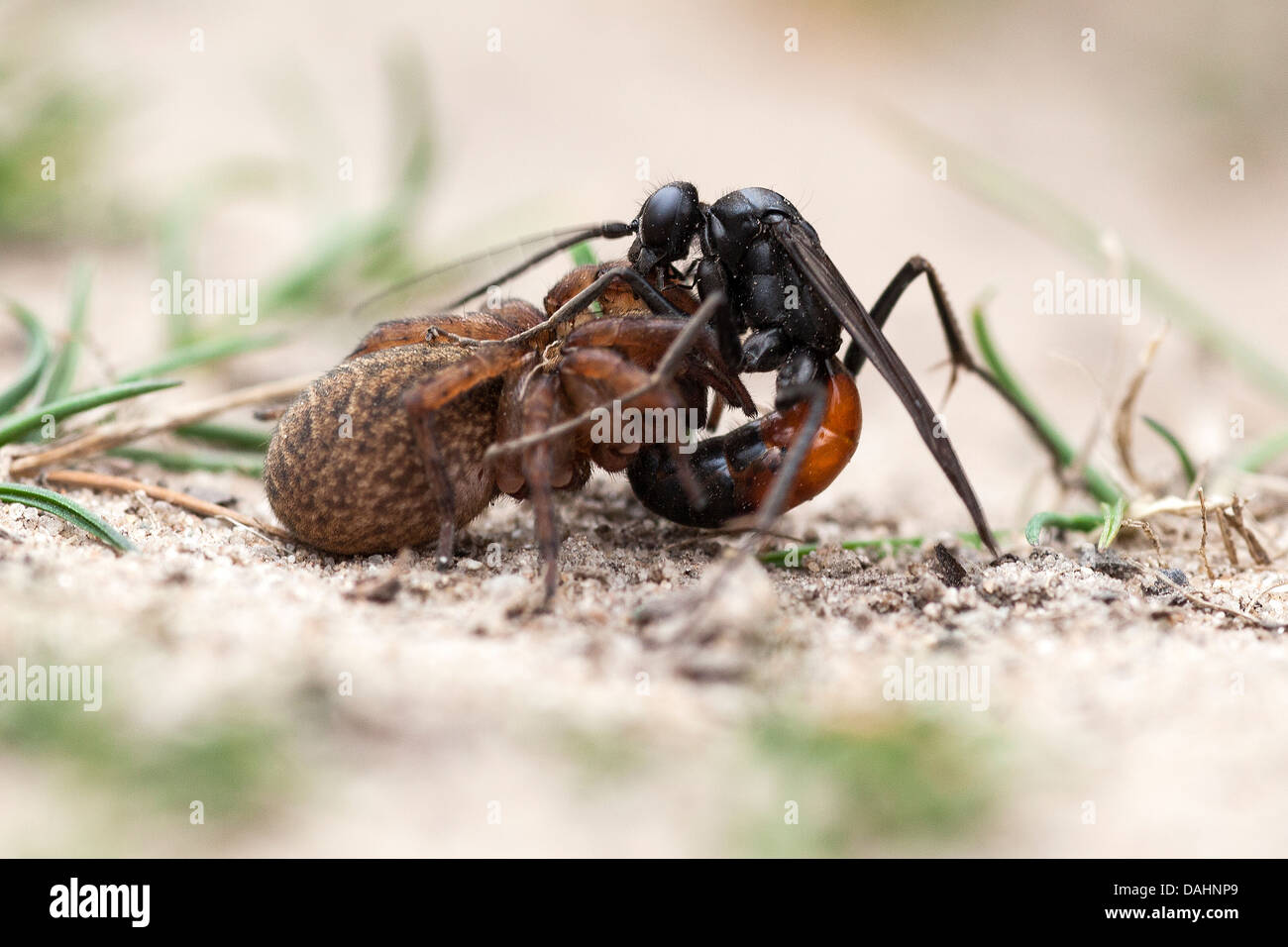 Spider Hunting Wasp - Priocnemis perturbator Stock Photo - Alamy