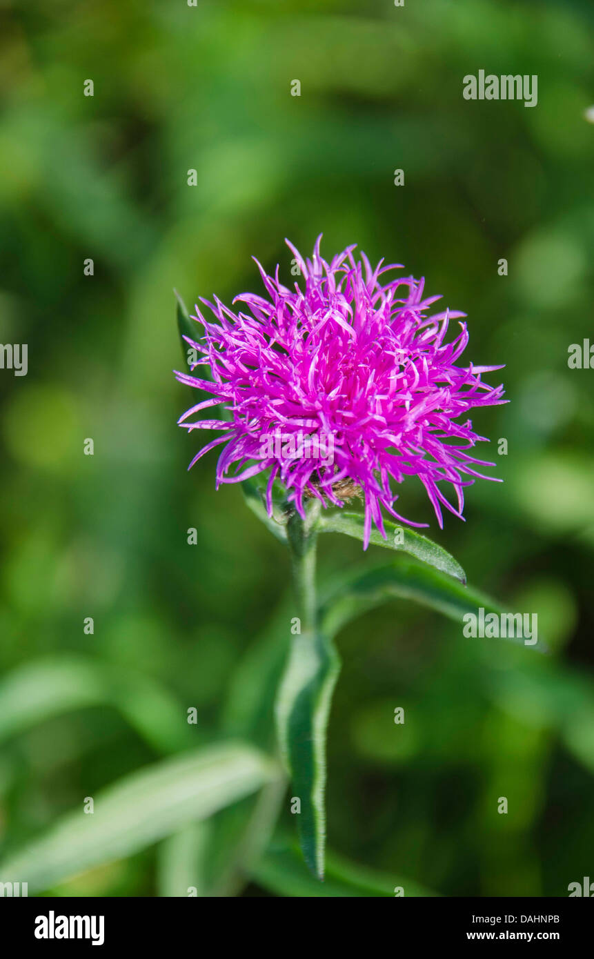 Devil's-bit Scabious (Succisa pratensis) growing on a nature reserve in ...