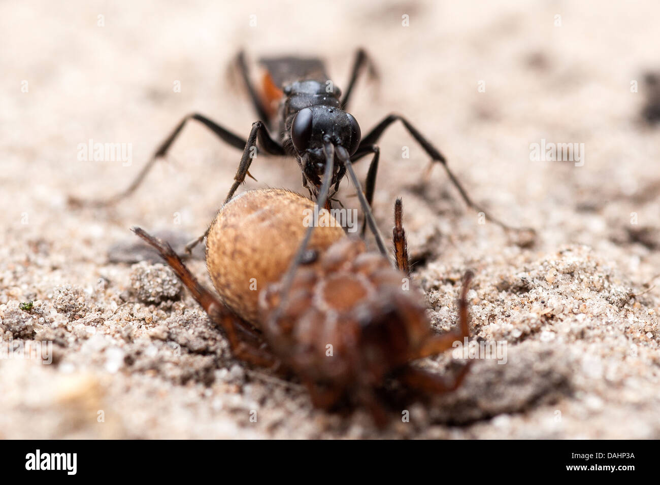 Spider Hunting Wasp High Resolution Stock Photography and Images - Alamy