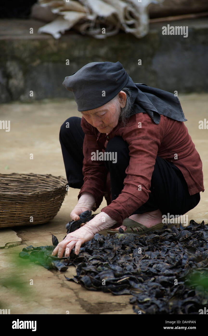 Elderly Vietnamese villager sorting through harvest. "Cat Ba" Island ...