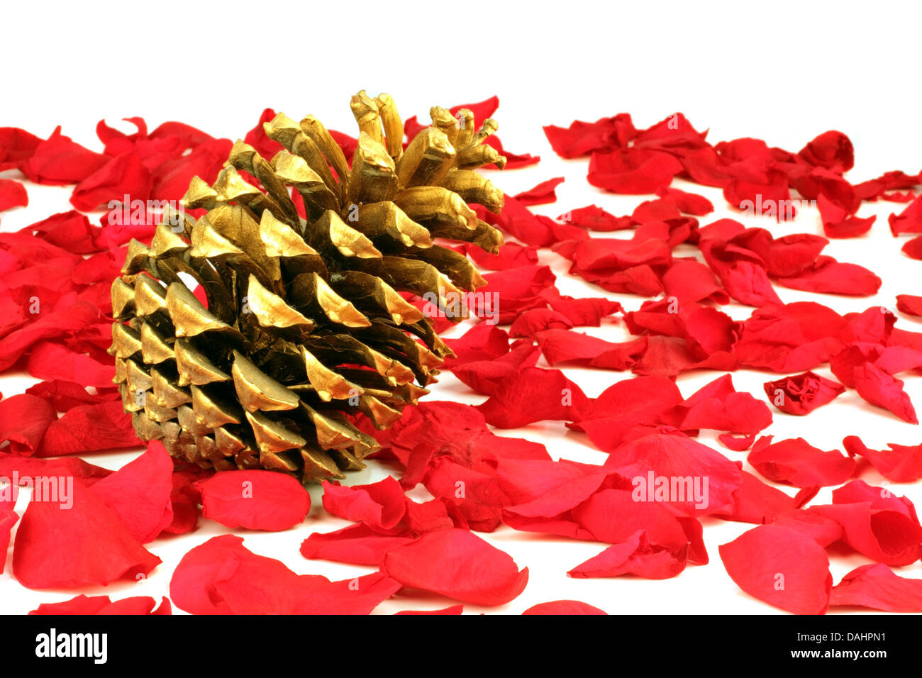 Golden pine cone with red flower petals in white background Stock Photo ...