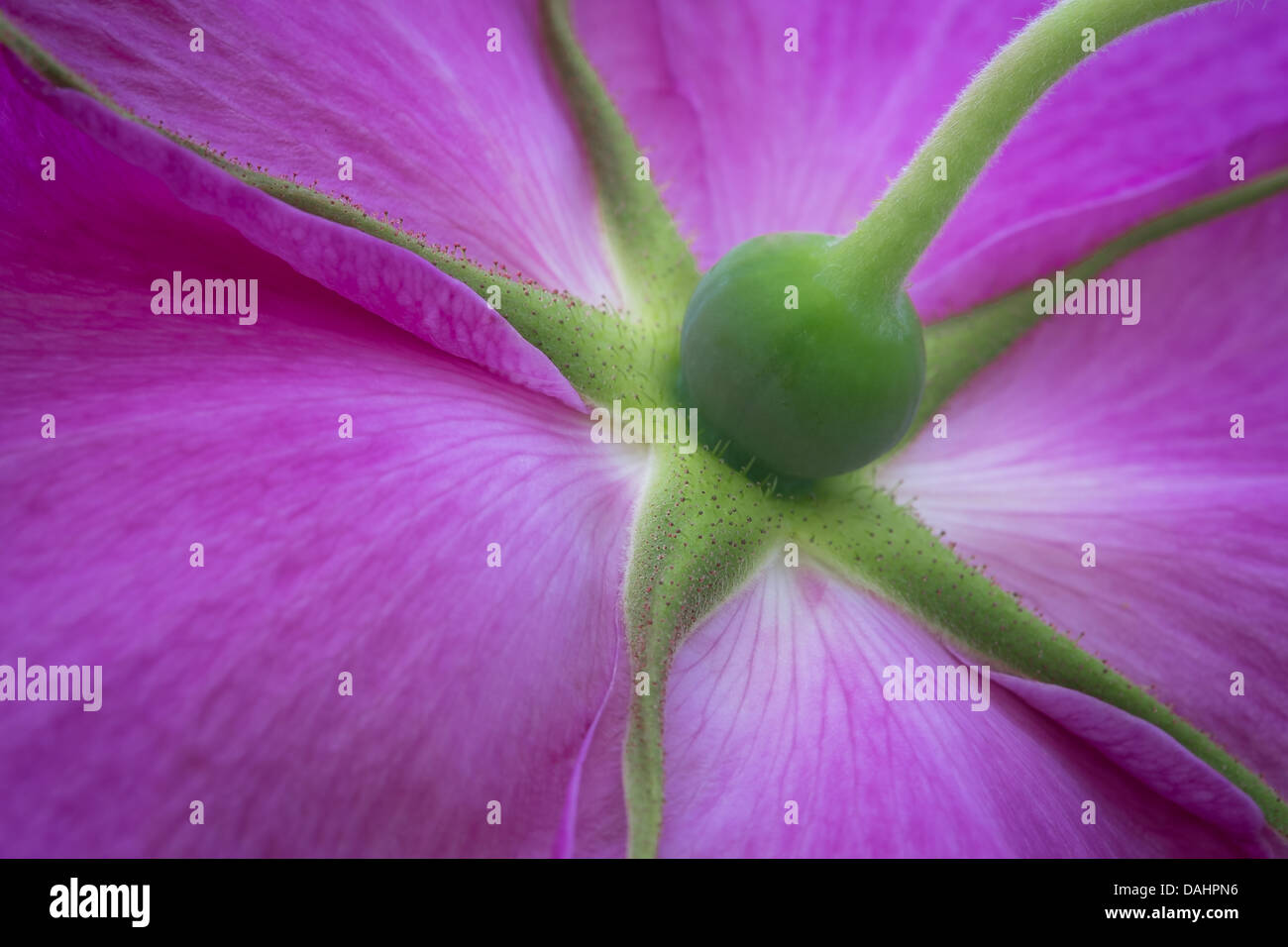 Image of the Underside of a Pink Rose Flower Stock Photo - Alamy