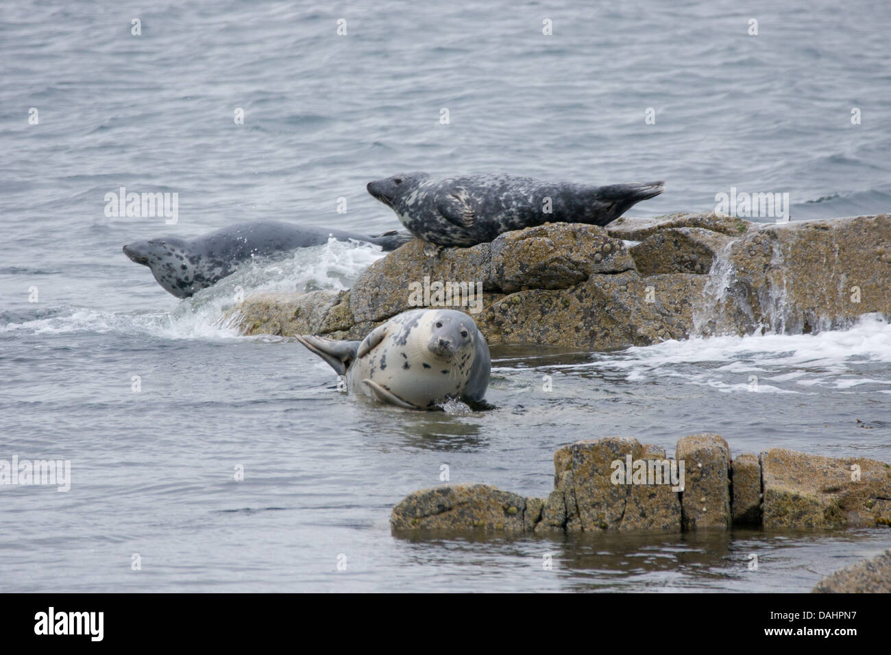 Seals basking on rocks hi-res stock photography and images - Alamy