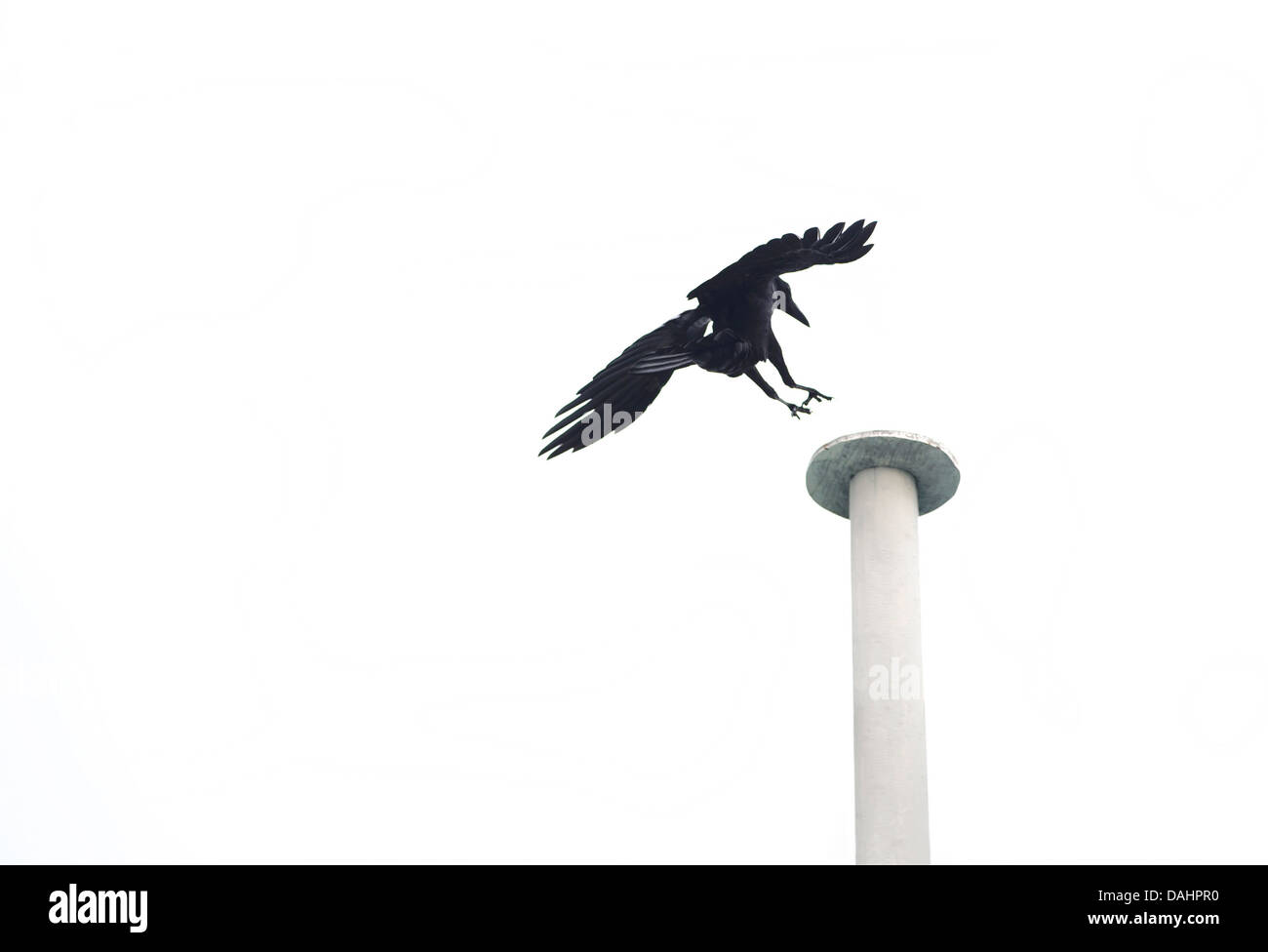 Raven flying Cut Out Stock Images & Pictures - Alamy