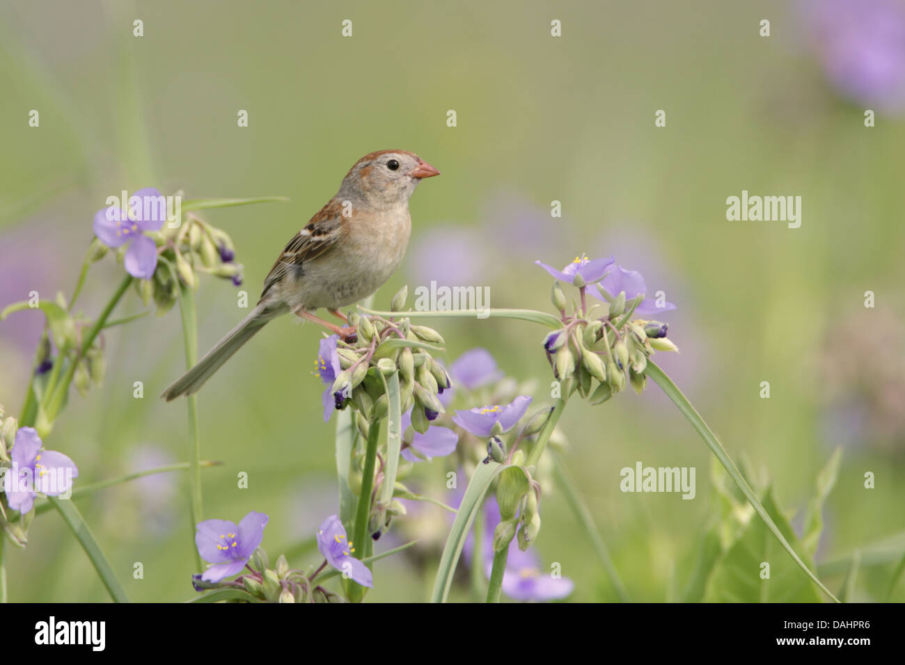 Field Sparrow perching in Spiderwort Flowers bird songbird Ornithology ...