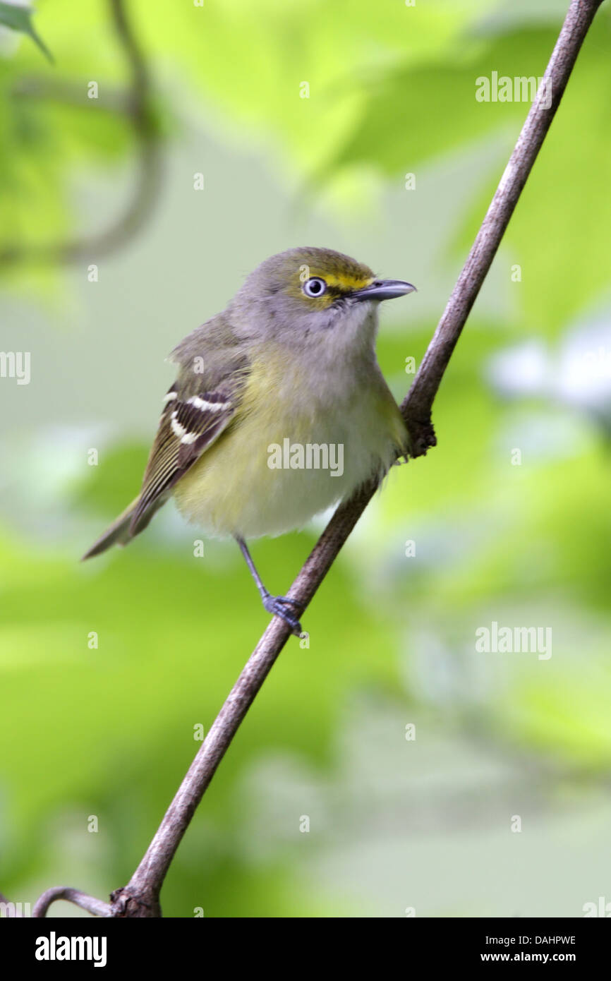 White-eyed Vireo perching - vertical bird songbird Ornithology Science ...