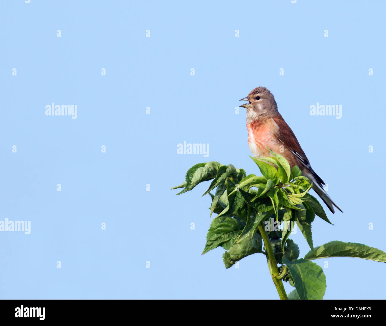 Male Linnet High Resolution Stock Photography and Images - Alamy