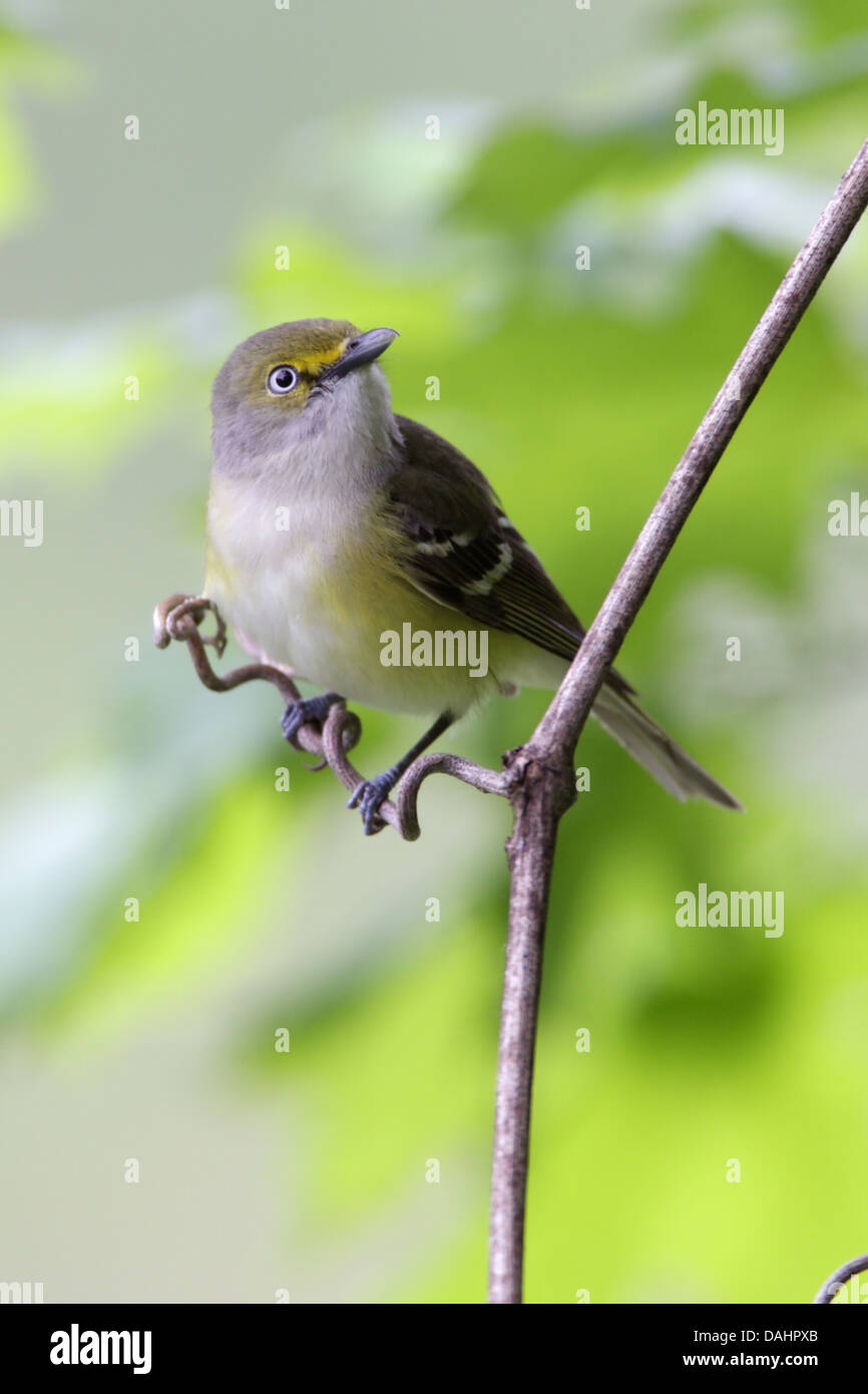 Songbird vireo griseus vireonidae hi-res stock photography and images ...