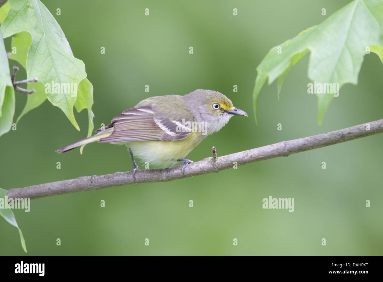 White-eyed Vireo perching in Maple Tree bird songbird Ornithology ...