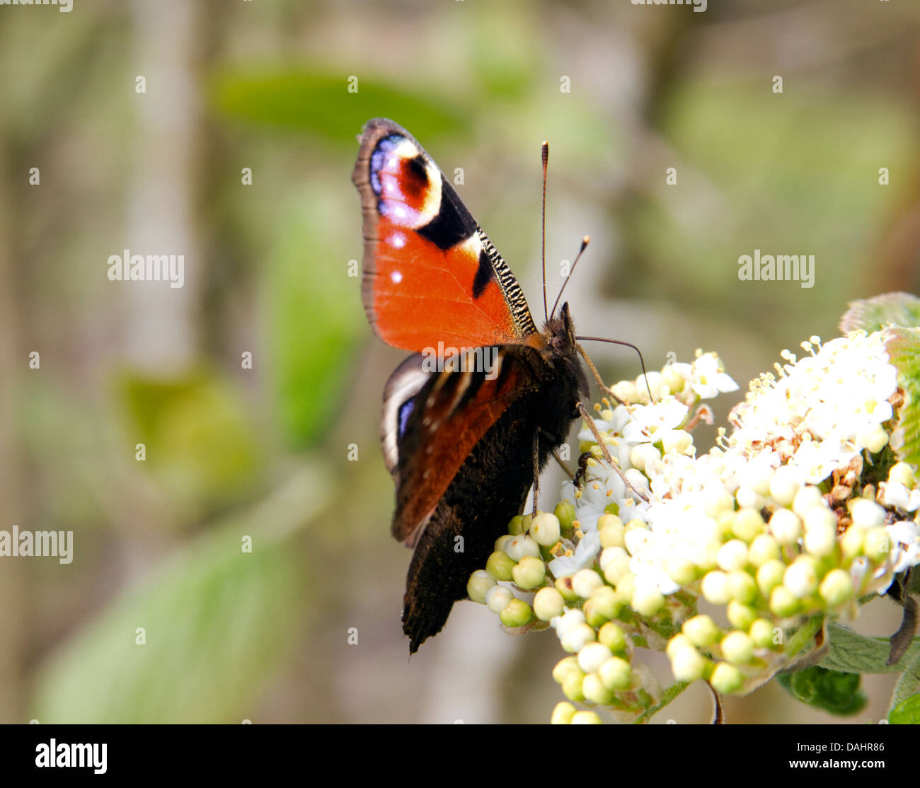 Peacock butterfly and ant Stock Photo - Alamy