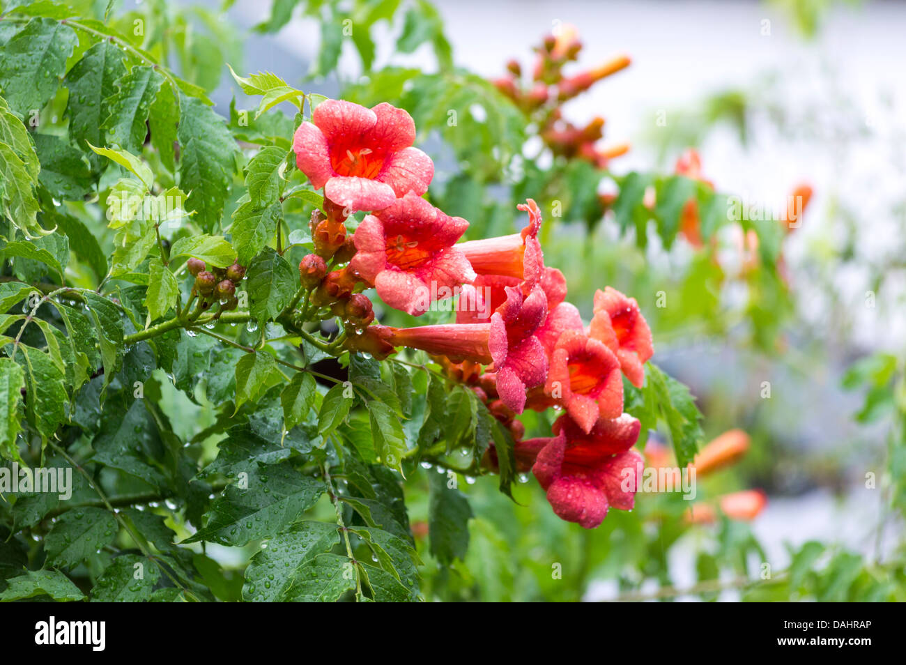 Red flower in the garden hi-res stock photography and images - Alamy