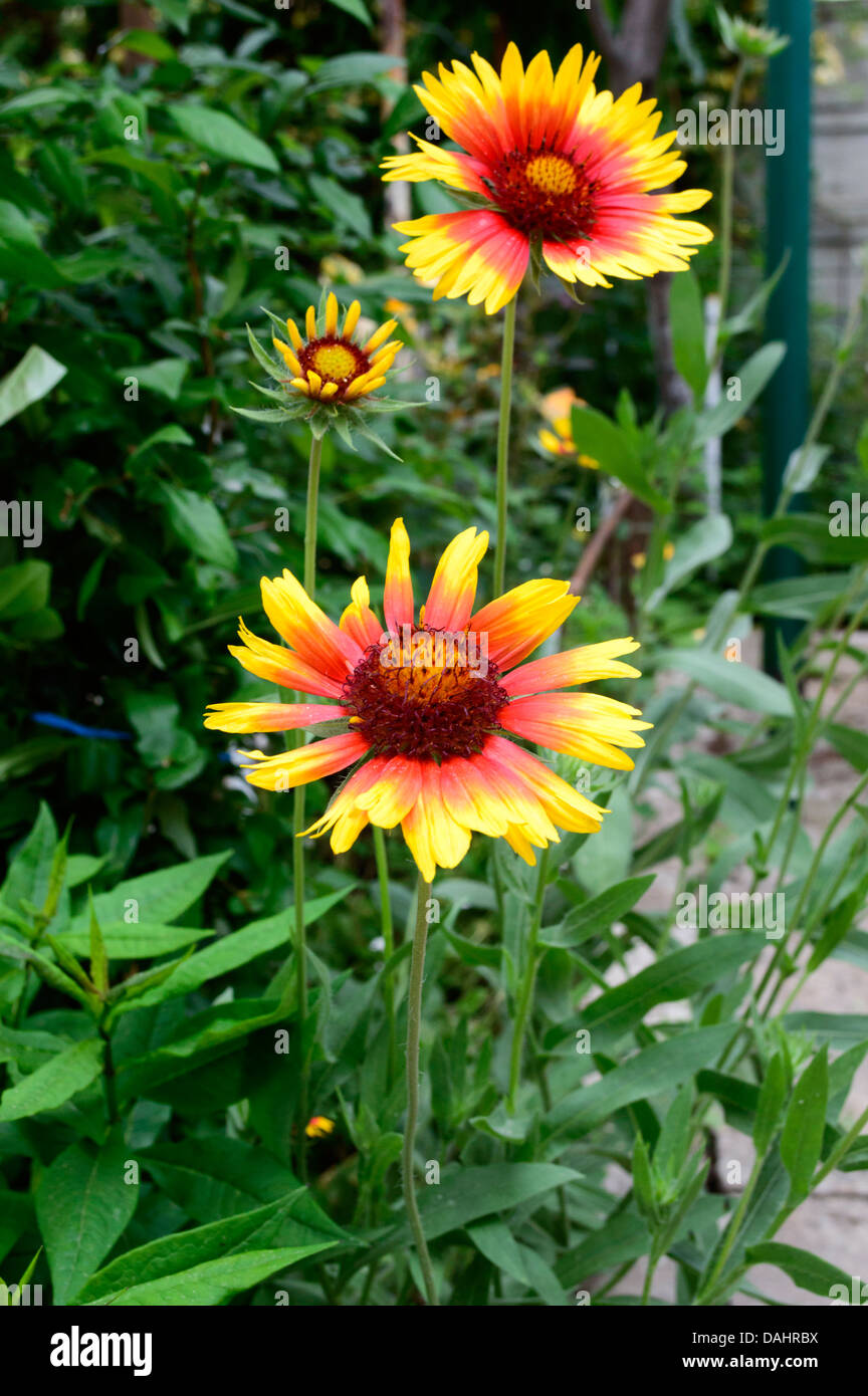 Yellow and red flower in the garden shined at sun Stock Photo - Alamy