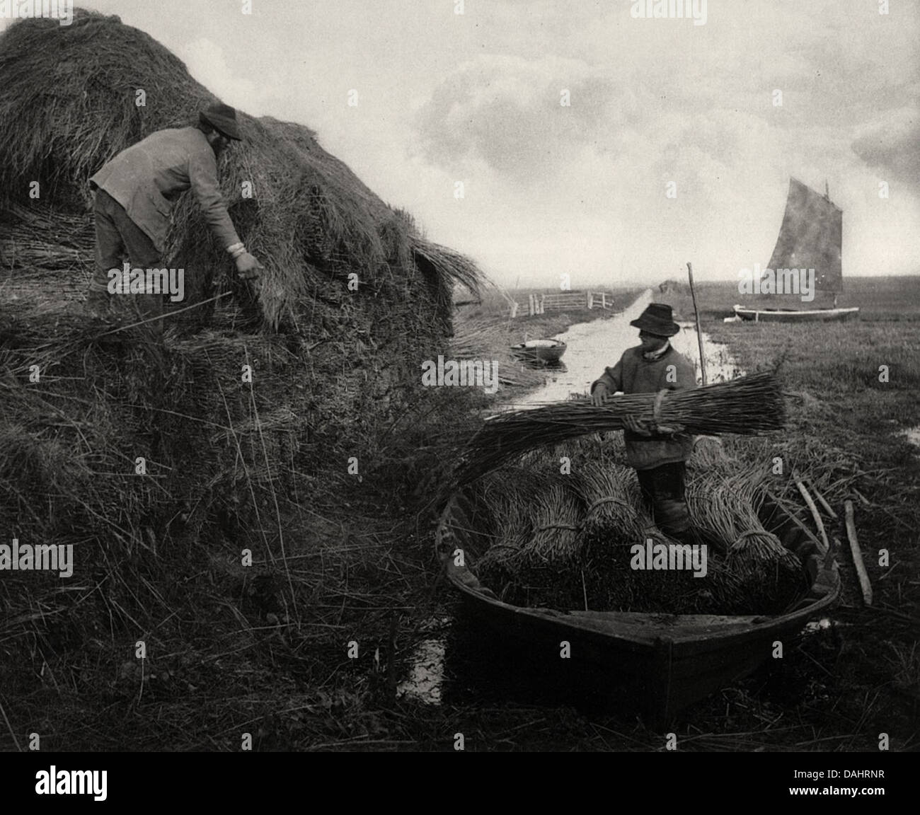 Ricking The Reed High Resolution Stock Photography and Images - Alamy