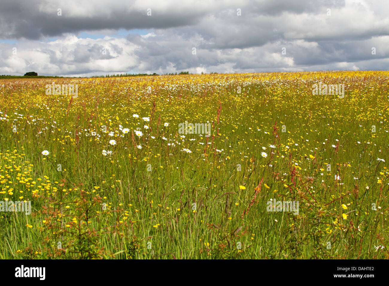 Wild flower meadow Stock Photo - Alamy