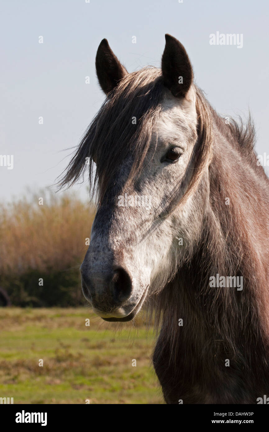 Les camargues hi-res stock photography and images - Alamy