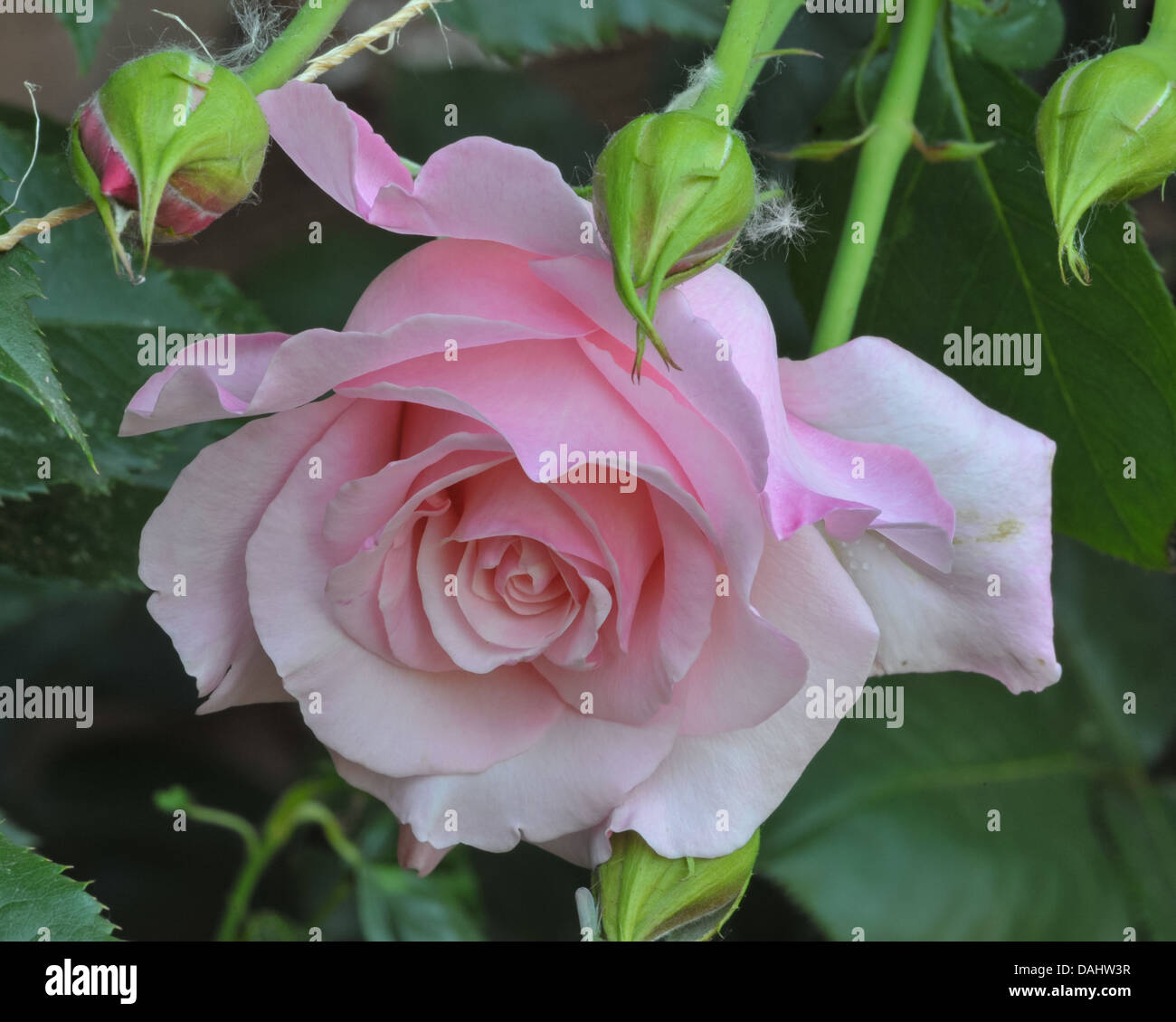 A Billy Graham variety pink rose Stock Photo - Alamy