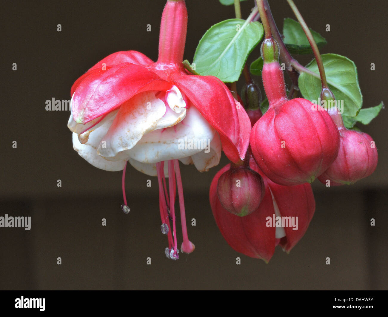 Red and white Fuschia's from our garden Stock Photo - Alamy