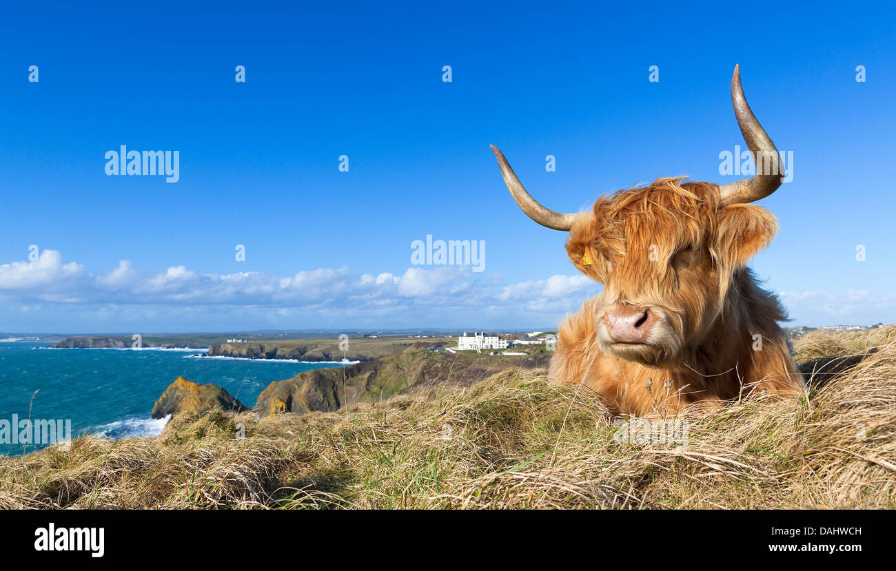Highland cow along coast path near Mullion Cove, Cornwall Stock Photo ...