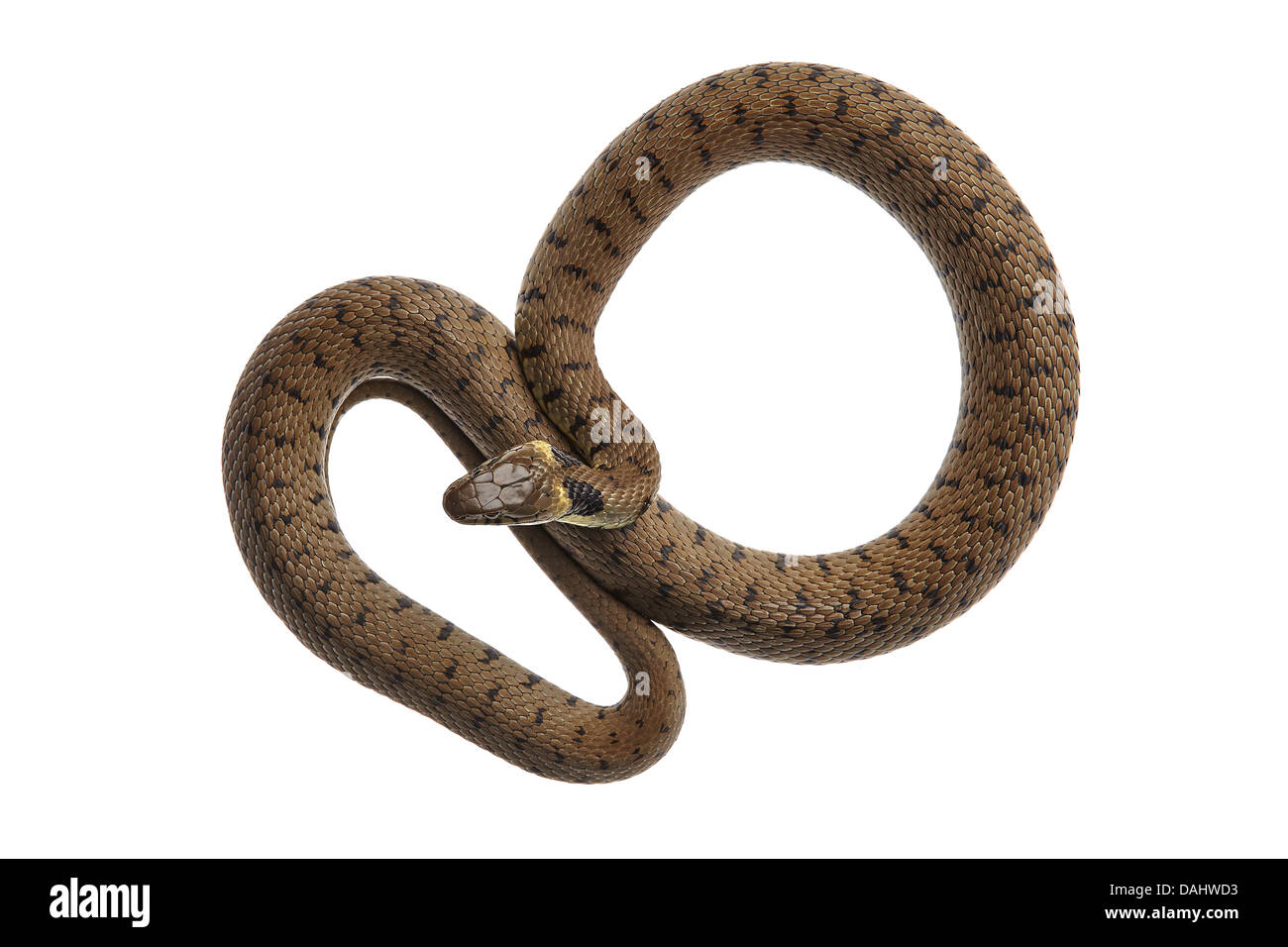 Grass snake (Natrix natrix) on white background Stock Photo - Alamy