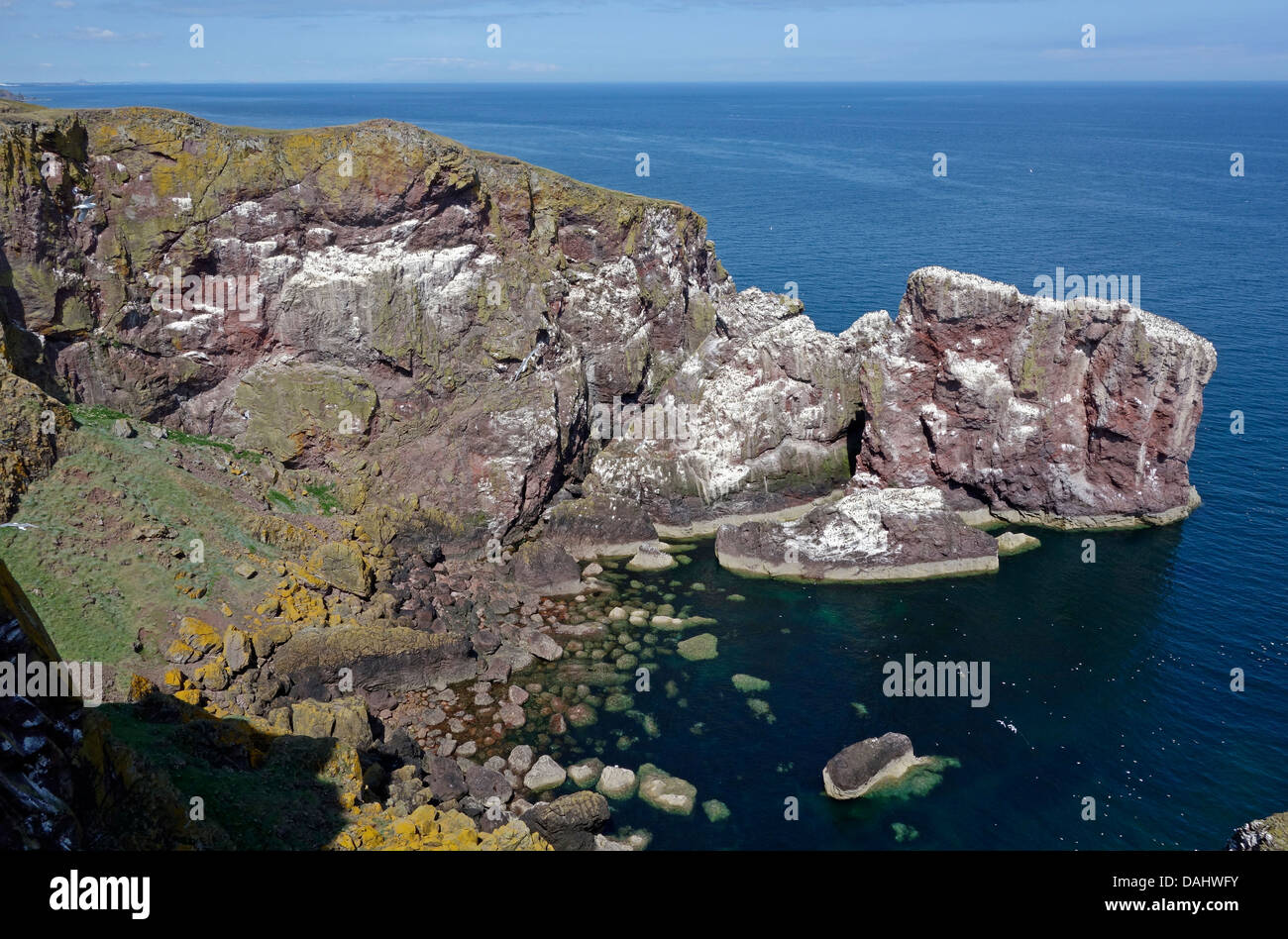 Sea cliffs in St Abb's Head National Nature Reserve just north of St ...