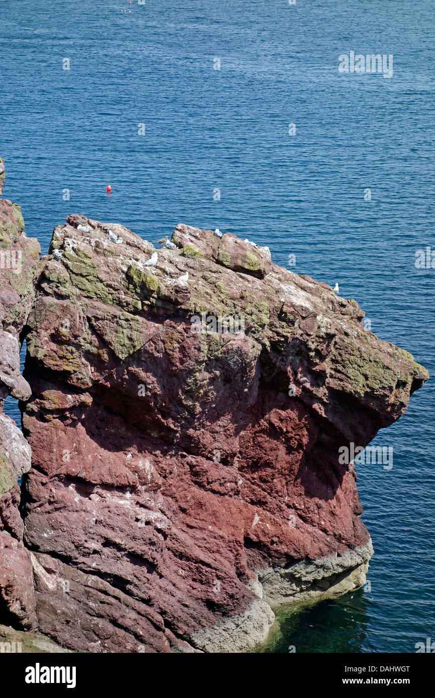 Sea cliffs in St Abb's Head National Nature Reserve between the ...