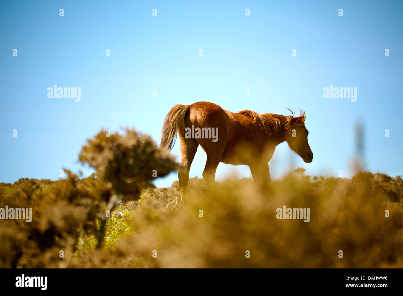 Dartmoor Pony running away Stock Photo - Alamy