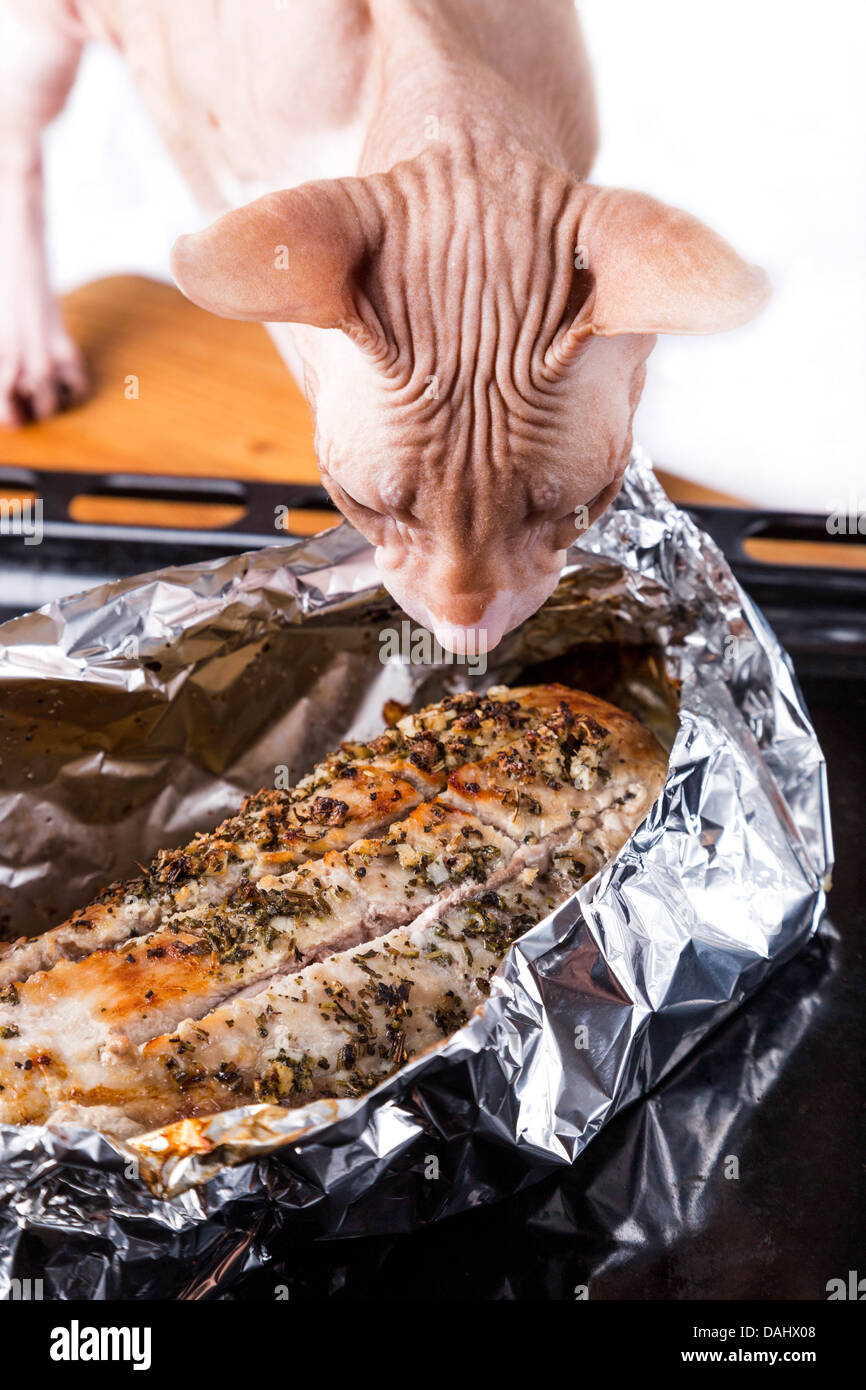 Cat hot hi-res stock photography and images - Alamy