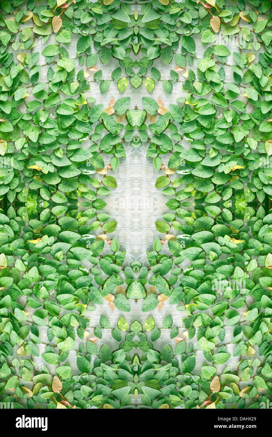 Climbing fig tree and white wall old Stock Photo - Alamy