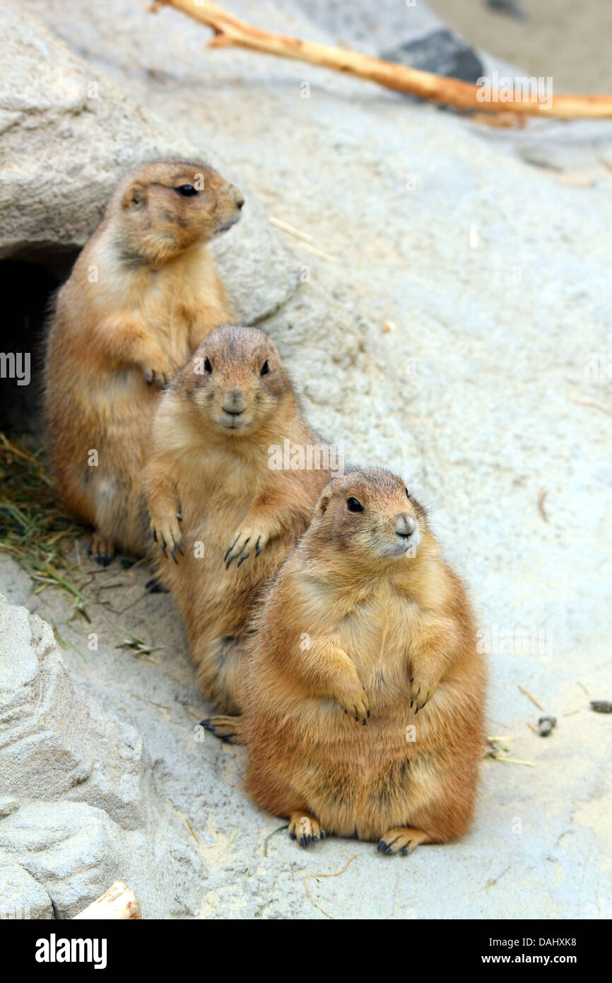 three prairie dogs at a rock Stock Photo - Alamy