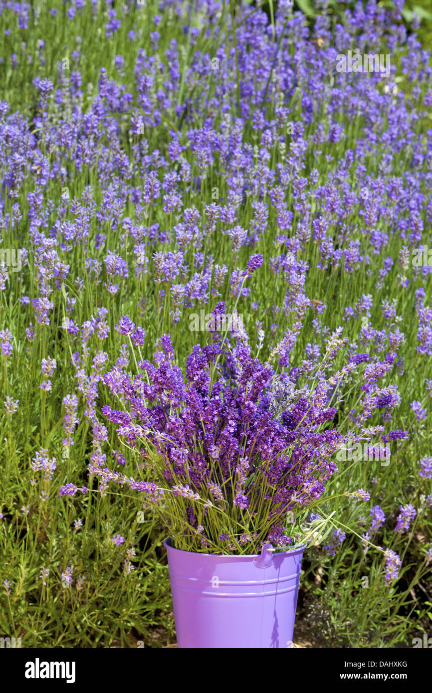 Freshly harvested lavender is in a purple metal bucket in front of a ...