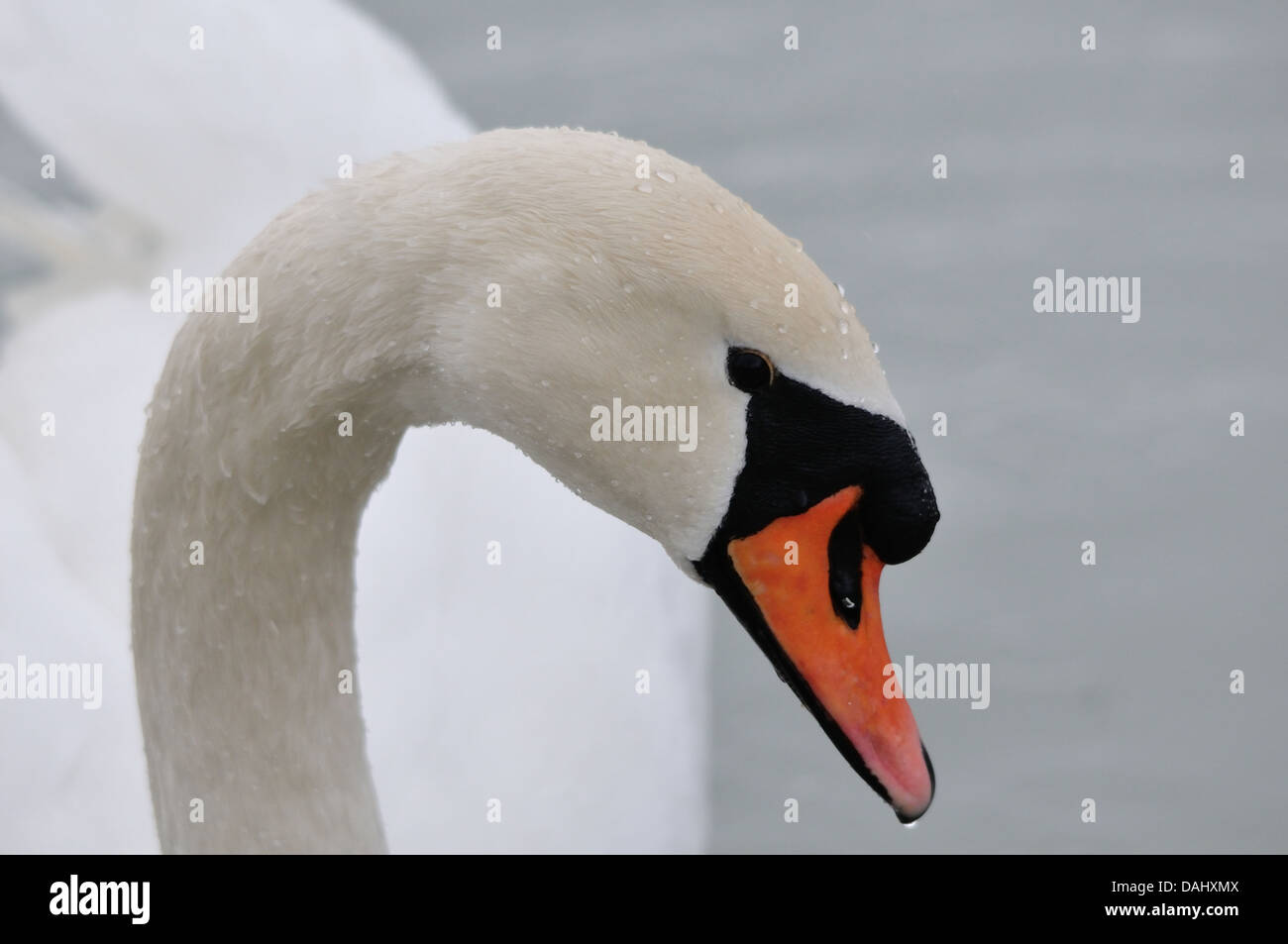 A swan face close-up with water drops Stock Photo - Alamy