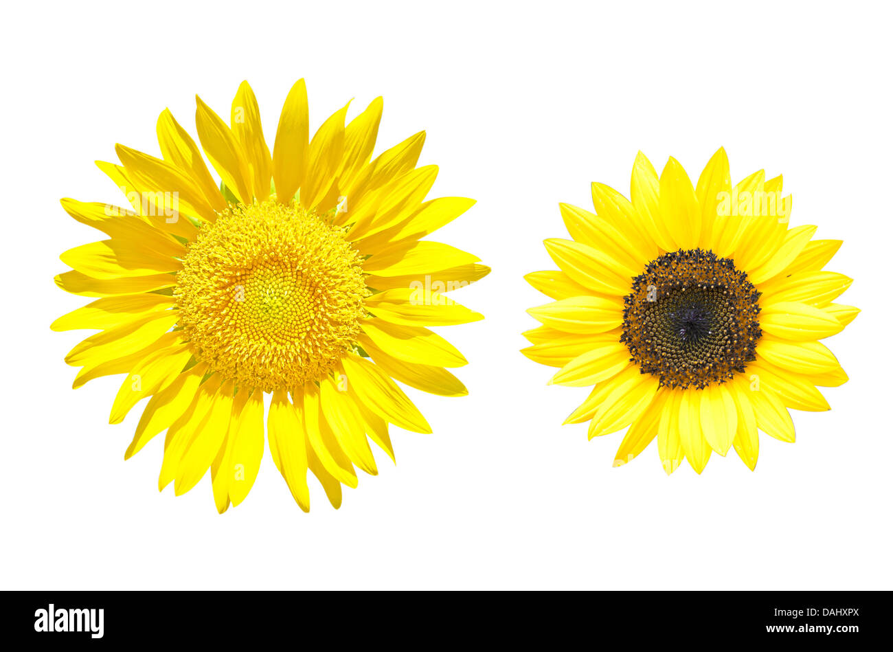 Vibrant flower shop Cut Out Stock Images & Pictures - Alamy