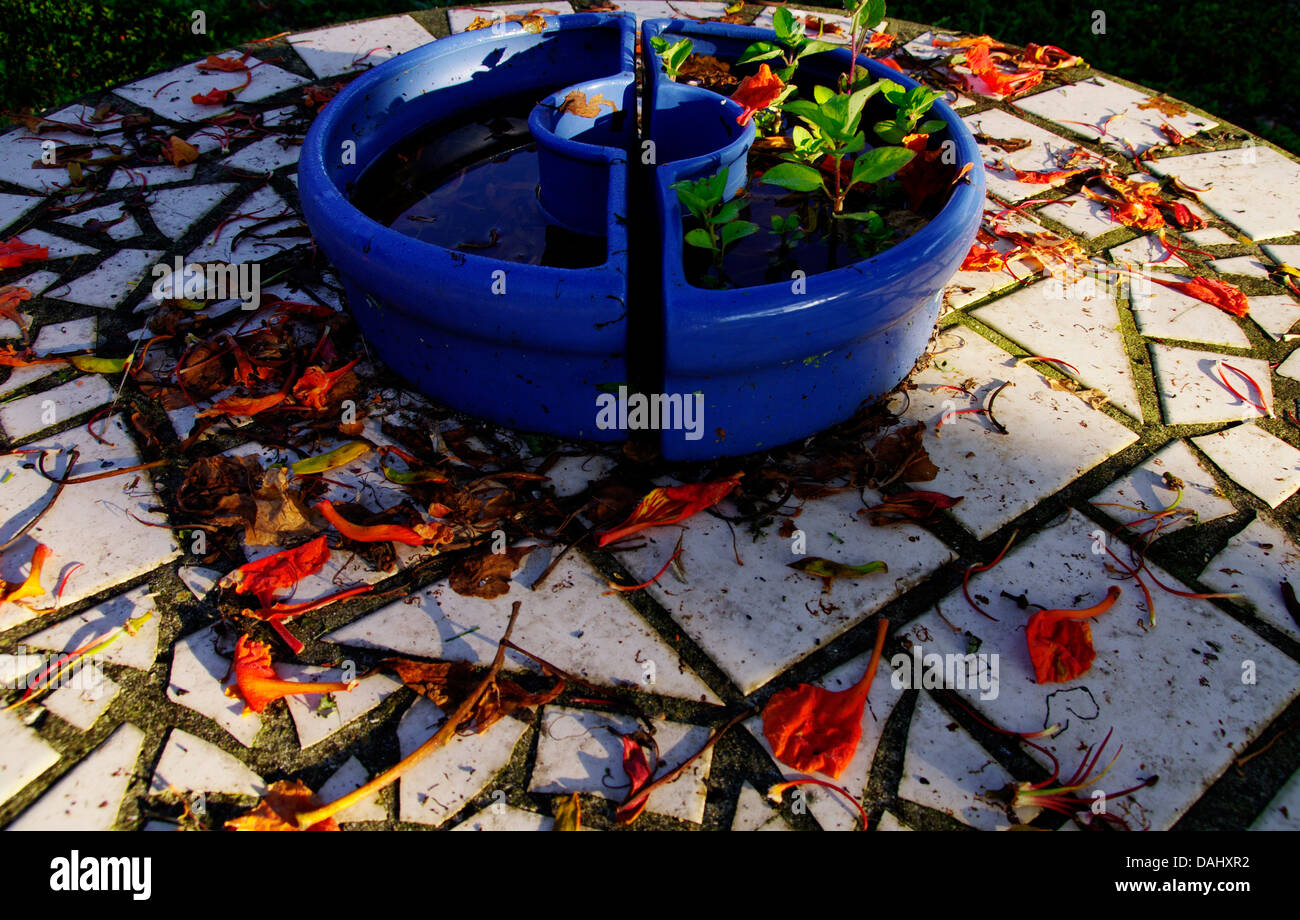Royal Ponciana Flowers Stock Photo - Alamy