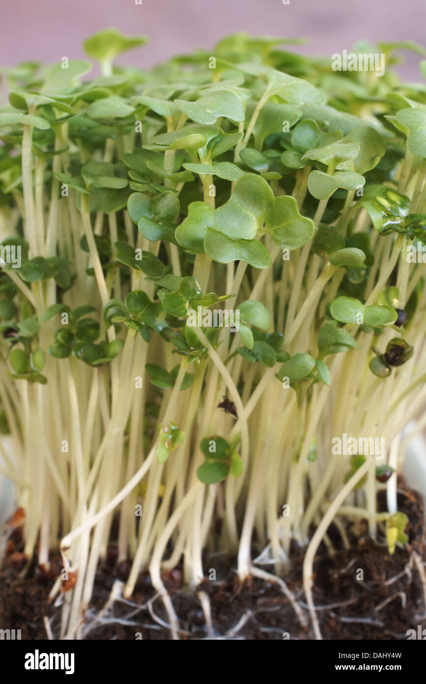 Cress growing in compost Stock Photo - Alamy