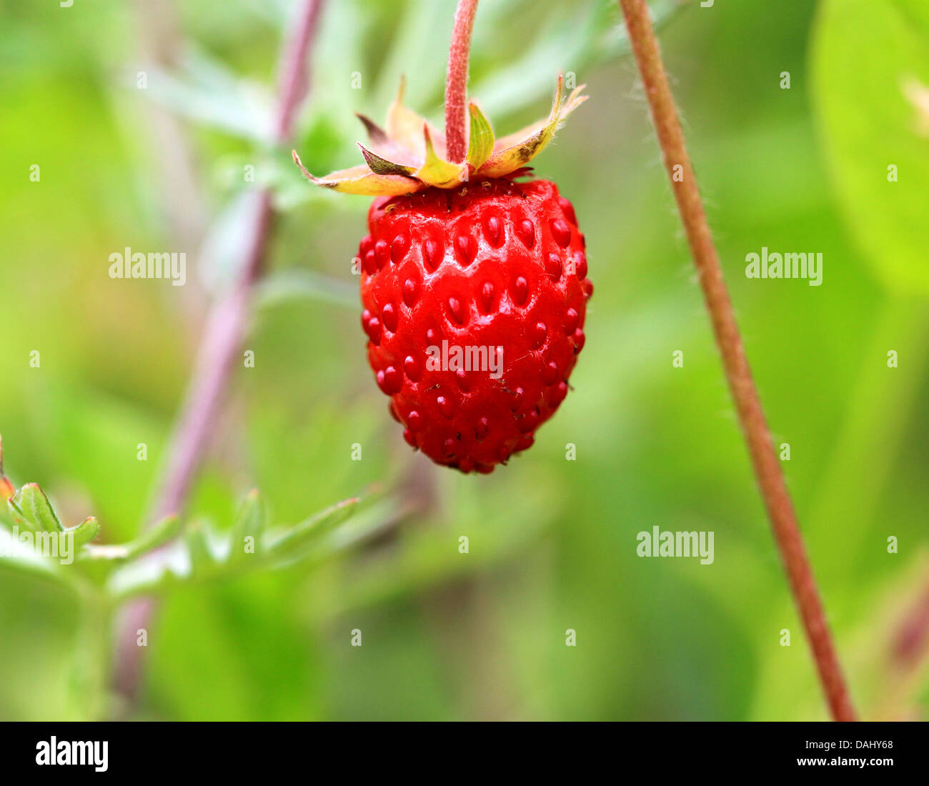 How to grow strawberry hi-res stock photography and images - Alamy