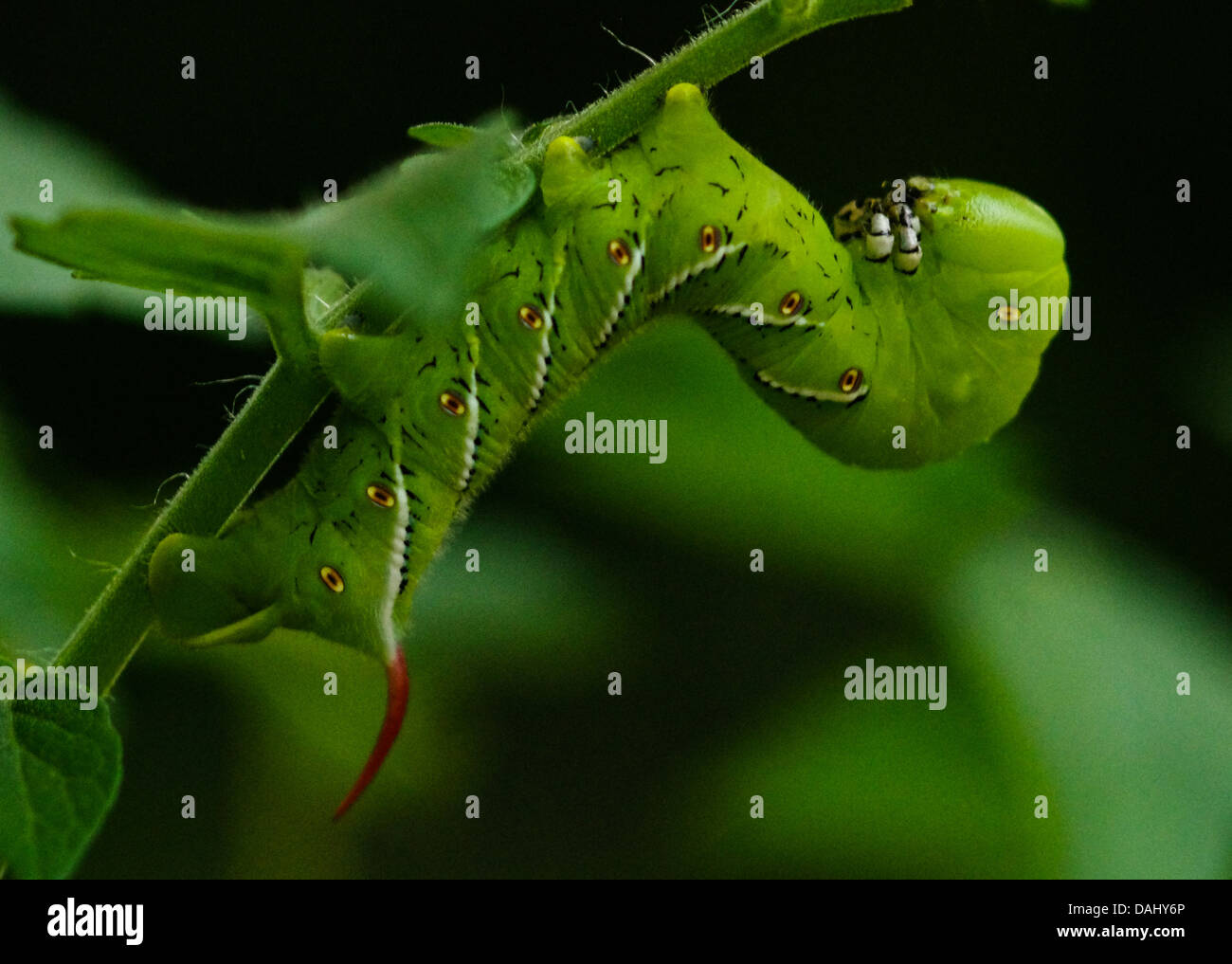 Tomato hornworm hi-res stock photography and images - Alamy