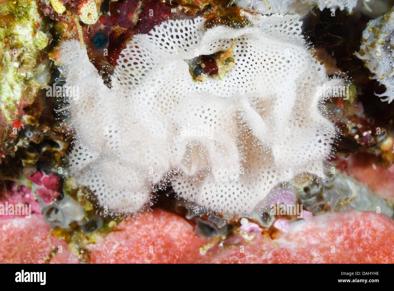Bryozoa or bryozoan hi-res stock photography and images - Alamy
