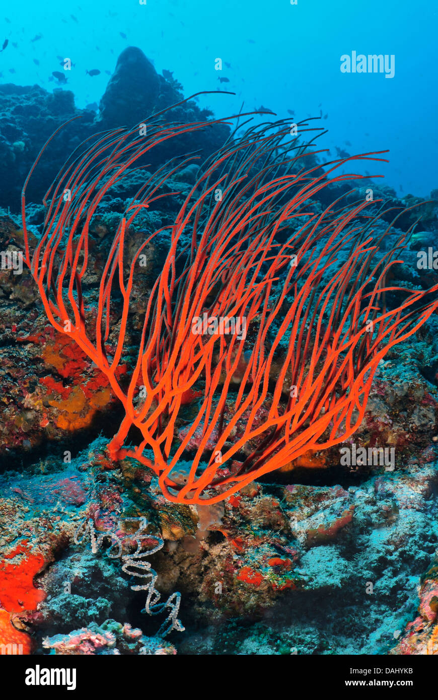 Gorgonian whips hi-res stock photography and images - Alamy