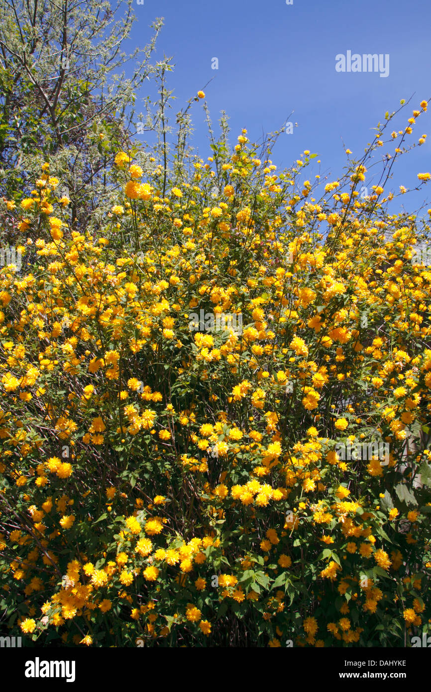 Japanese marigold (Kerria Japonica) Flower Stock Photo - Alamy