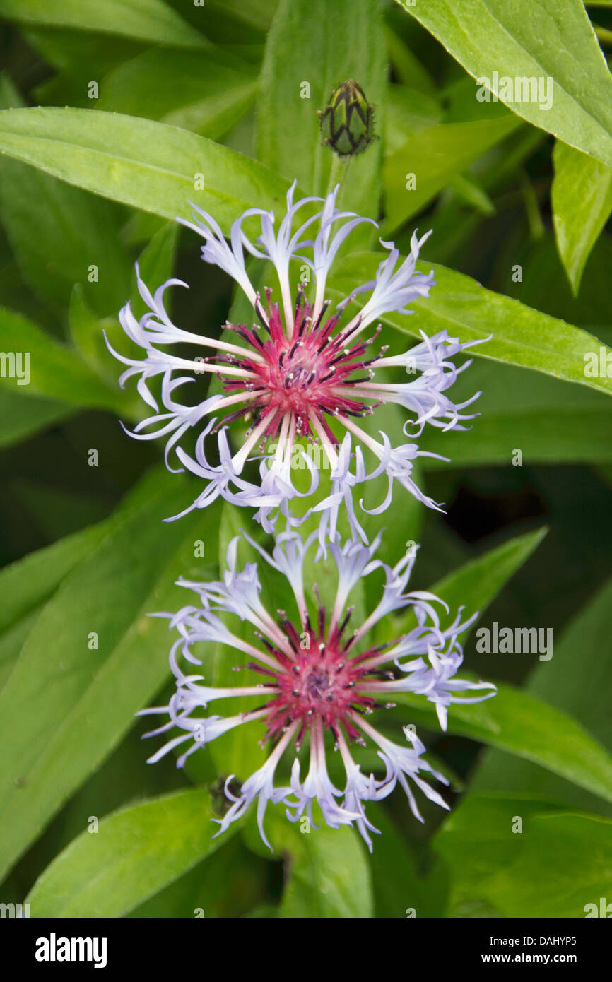 Blue Cornflower (Centaurea Cyanus Stock Photo - Alamy