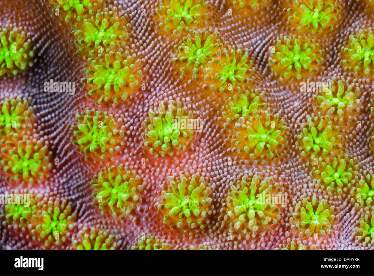 Hard coral polyps, Echinopora lamellosa, Bunaken Marine Park, North ...