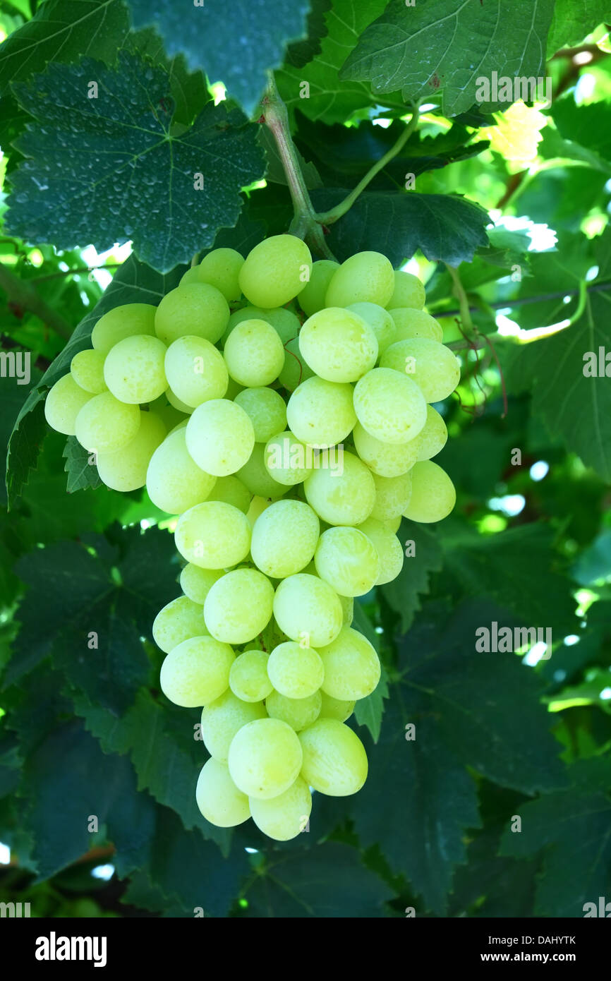 White grape vine hi-res stock photography and images - Alamy
