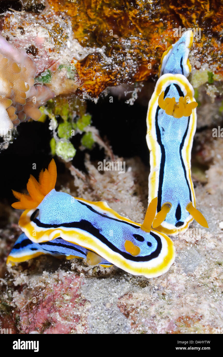 Nudibranch chromodoris annae sulawesi indonesia hi-res stock ...