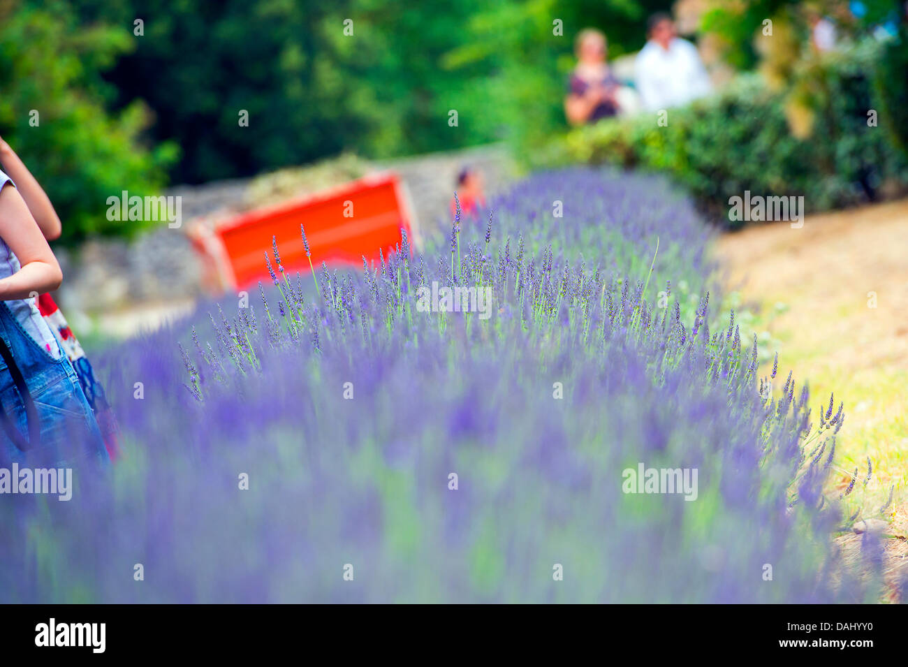 Grasse lavender hi-res stock photography and images - Alamy