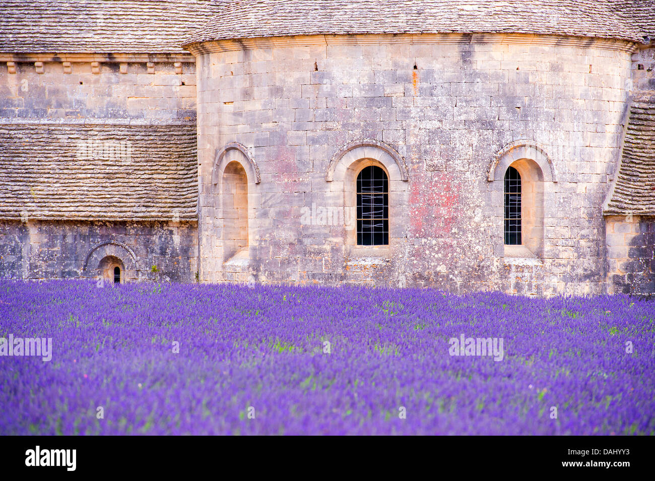 Grasse lavender hi-res stock photography and images - Alamy