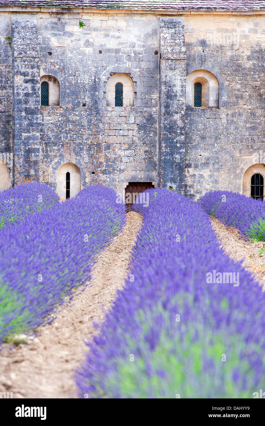Berlin, Germany. July 14th 2013. Lavender is one of the most important ...
