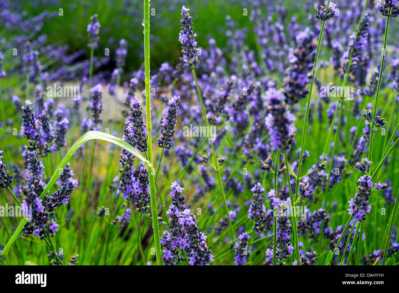 Berlin, Germany. July 14th 2013. Lavender is one of the most important ...
