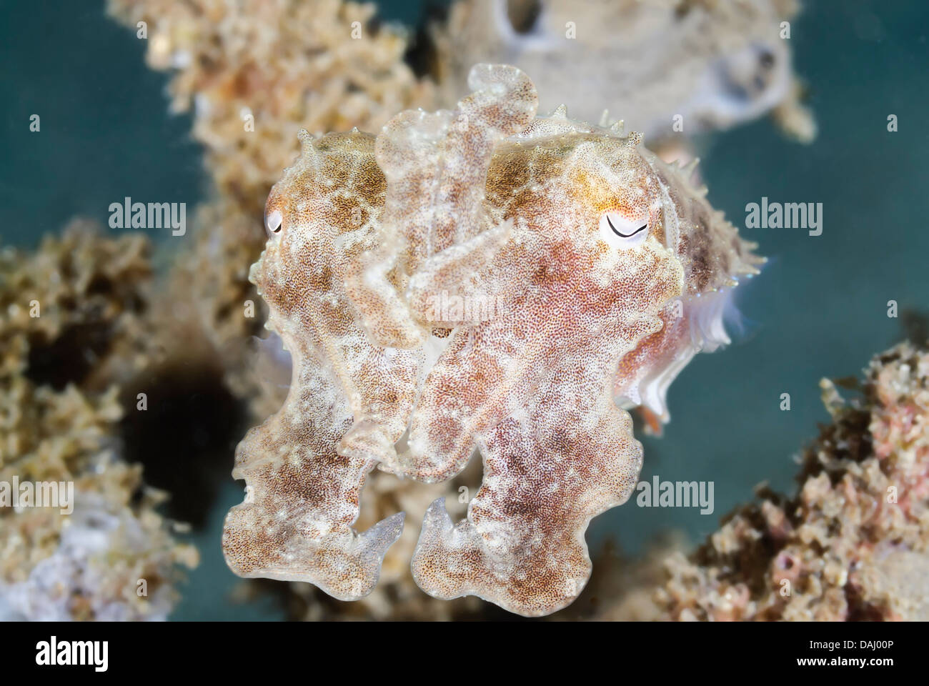 Juvenile cuttlefish hi-res stock photography and images - Alamy