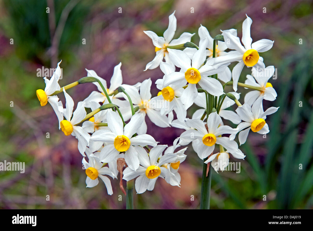 Narcissus daffodil flowers hi-res stock photography and images - Alamy